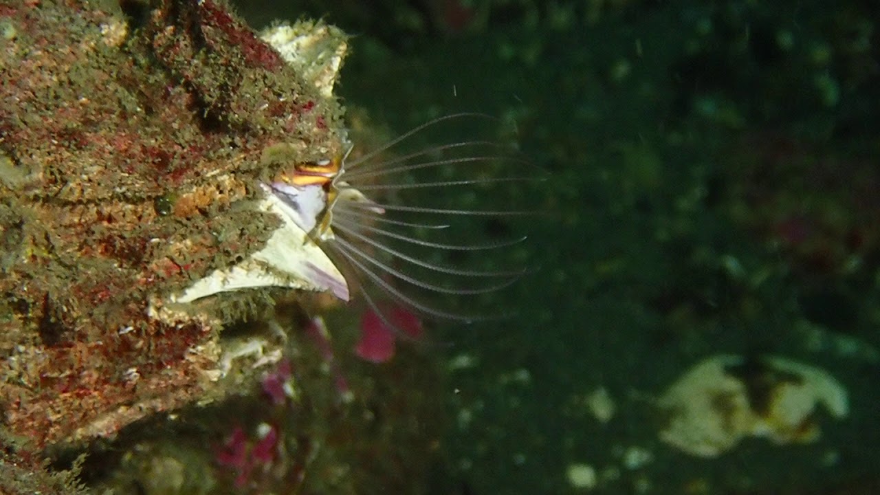 giant acorn barnacle filter feeding - YouTube