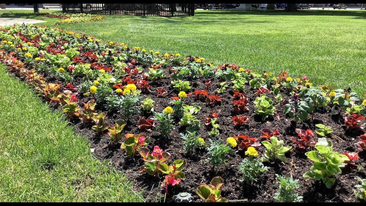 Michigan State Capitol Flower Planting - Spring, 2020 - YouTube