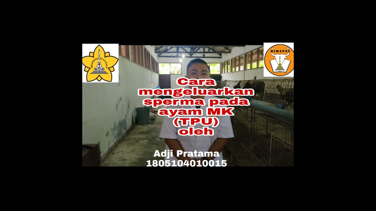 Cara mengeluarkan sperma pada ayam . MK (TPU, Teknologi Pembibitan unggas) - YouTube
