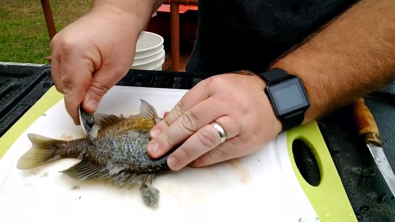 How to clean Bream | Pond hopping for bream - YouTube