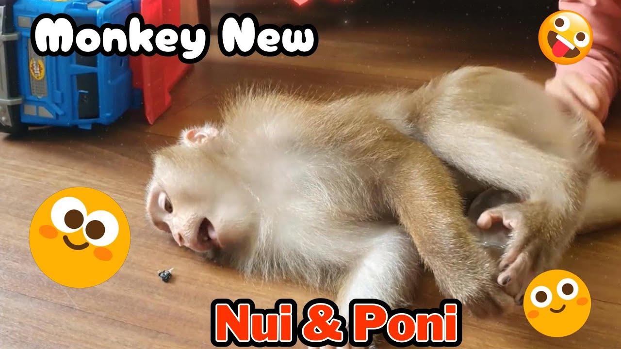 Baby monkey Nui lost his teeth when he got home - YouTube