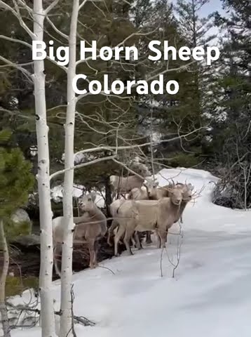 Big Horn Sheep Colorado - YouTube