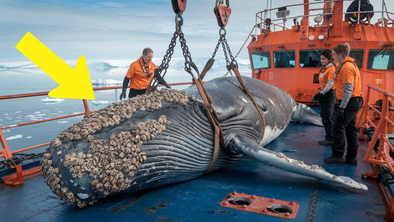 The Frozen Rescue | Saving Arctic Giants from Barnacle Infestation ...
