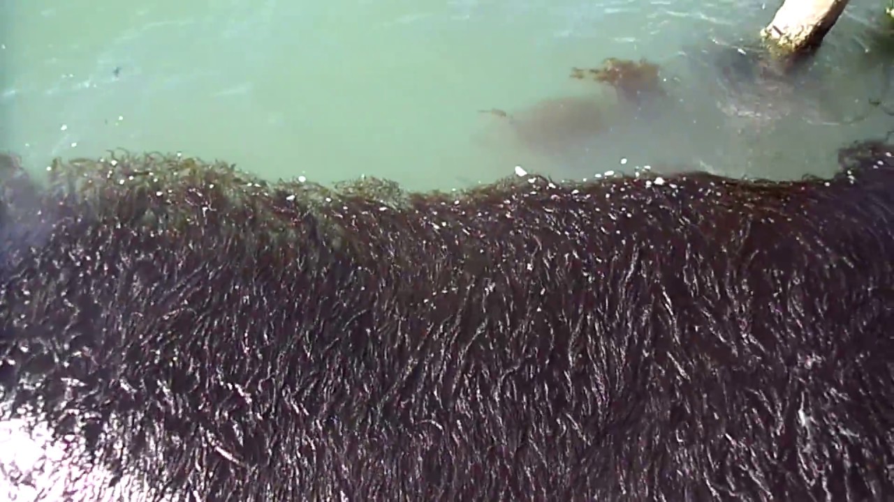 Japanese Wireweed (Sargassum muticum) in the Venice lagoon - YouTube