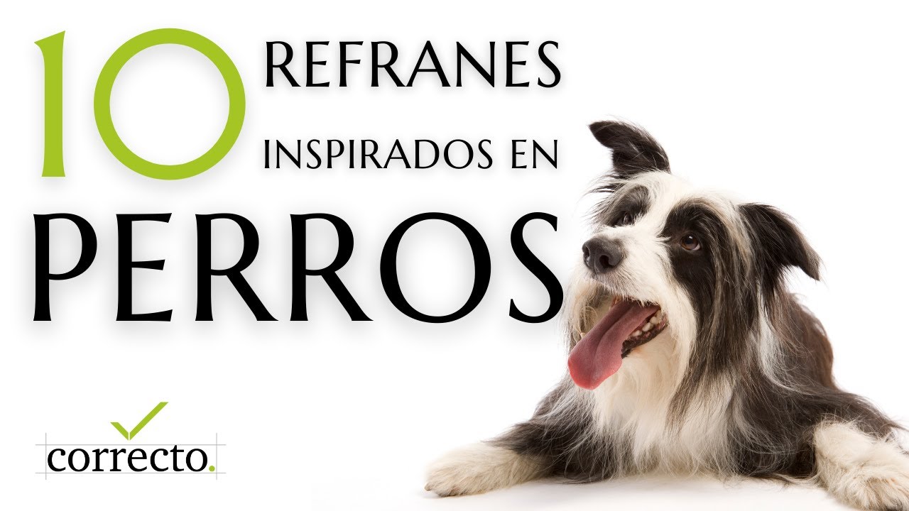 DICHOS y REFRANES de PERROS en ESPAÑOL | LENGUA MATERNA 2023 HD - YouTube