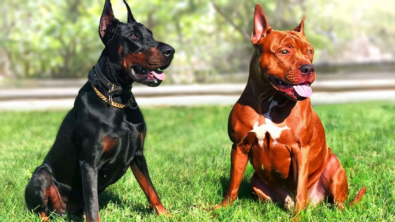 6 SCARIEST LOOKING DOG BREEDS IN THE WORLD - YouTube