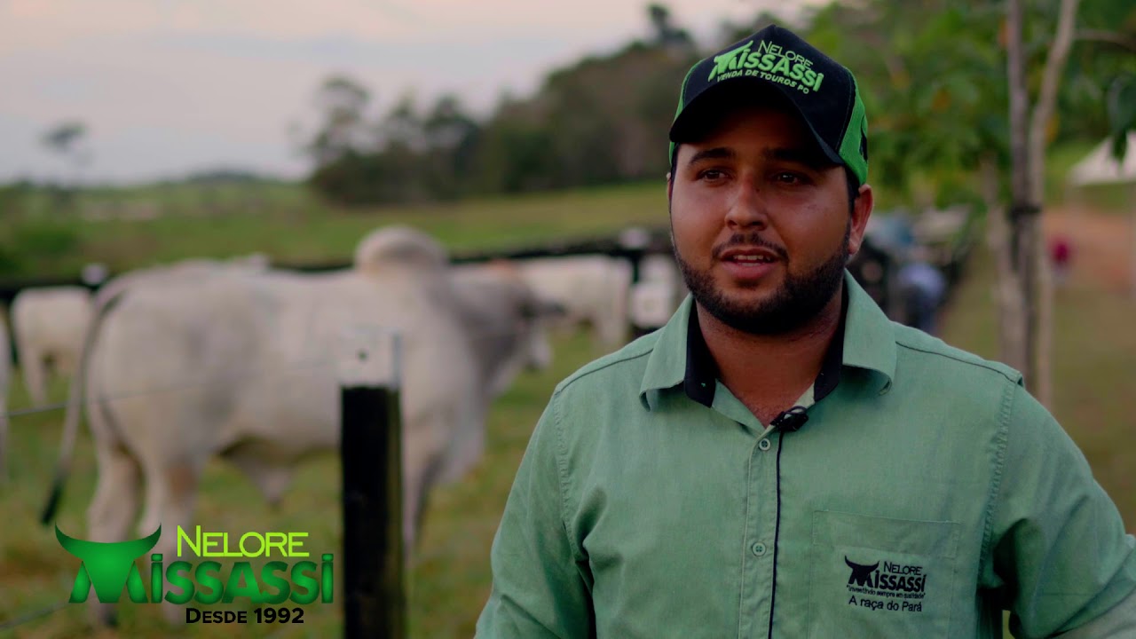 Nelore Missassi 2019 - Tudo Pronto - YouTube