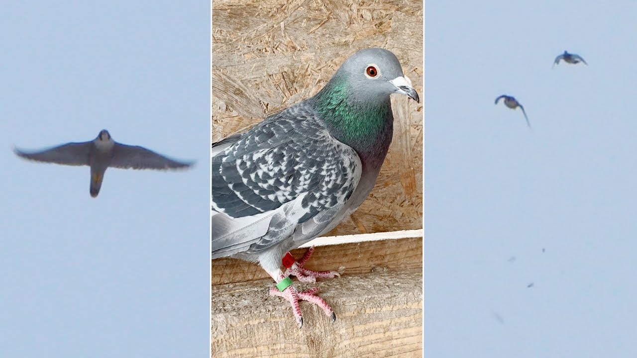 Pigeon With Damaged Wing Still Escapes From the Falcon - YouTube