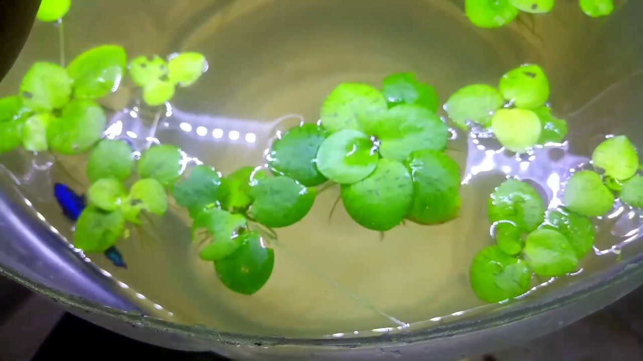Breeding Betta fish - tank setup - feeding - time span fully explained ...