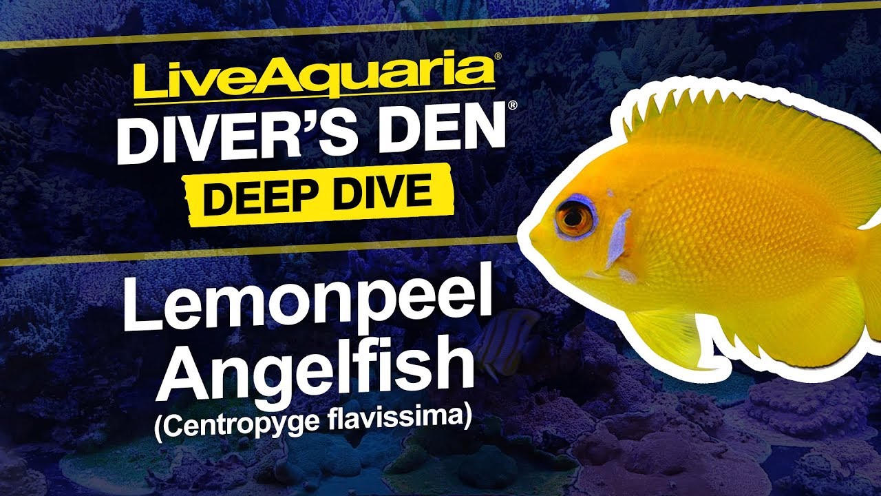 Lemon Peel Angelfish