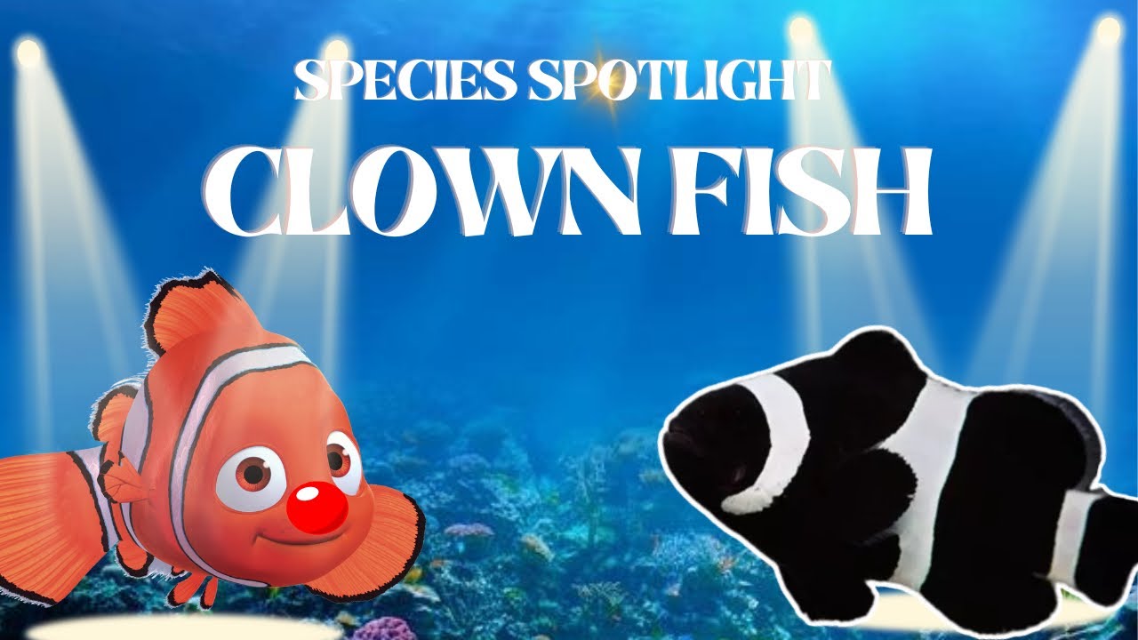 All about the Clownfish family | Species Spotlight Series #6 - YouTube