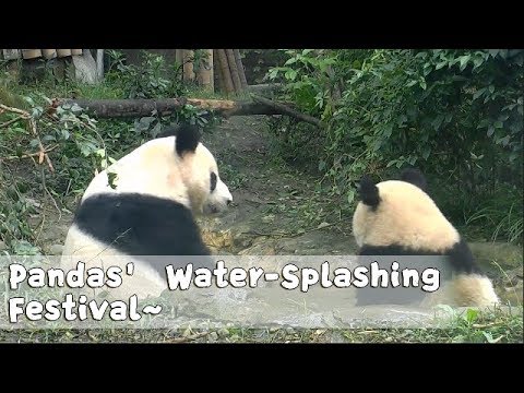 Pandas’ Water-Splashing Festival! | iPanda - YouTube