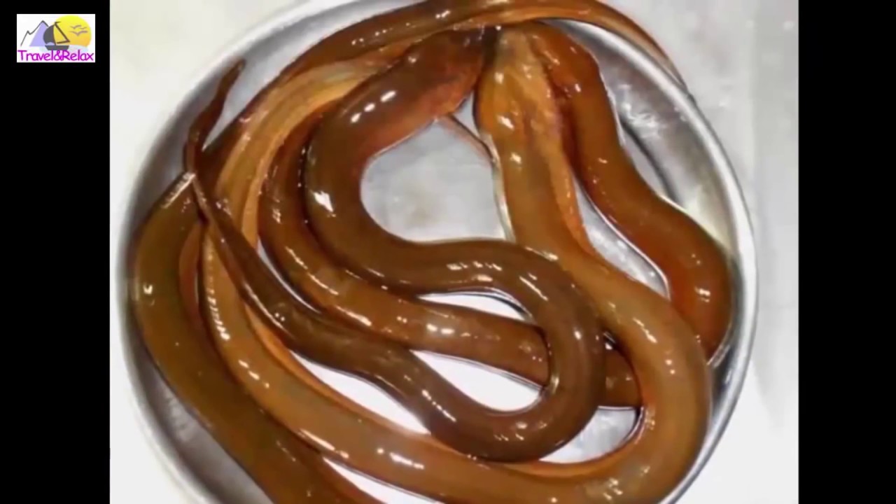 Delicacies from the eel. Eel porridge, the only dish in Vietnam - YouTube