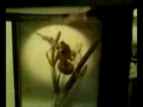 REAL WOOLY MAMMOTH SPIDER FOUND national geo style ANDY ZIEPKE - YouTube