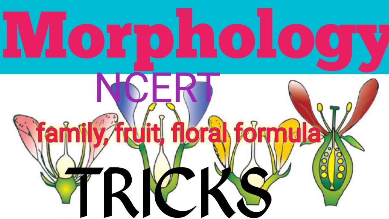 Trick to learn FLORAL FORMULA, Placentation,locule,ovary,stamen ...