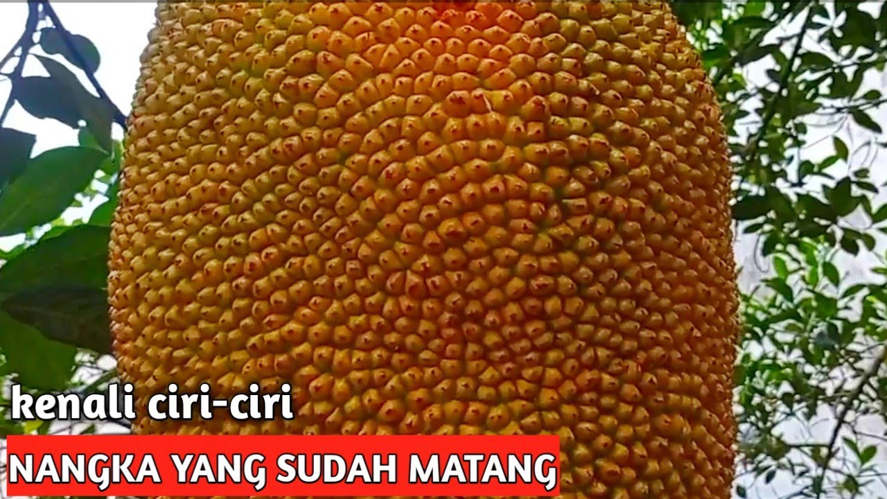 CIRI CIRI NANGKA YANG SUDAH MATANG - YouTube