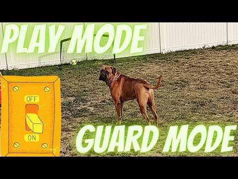 Bullmastiff Goes From Playing To GUARD MODE When He Hears Something ...