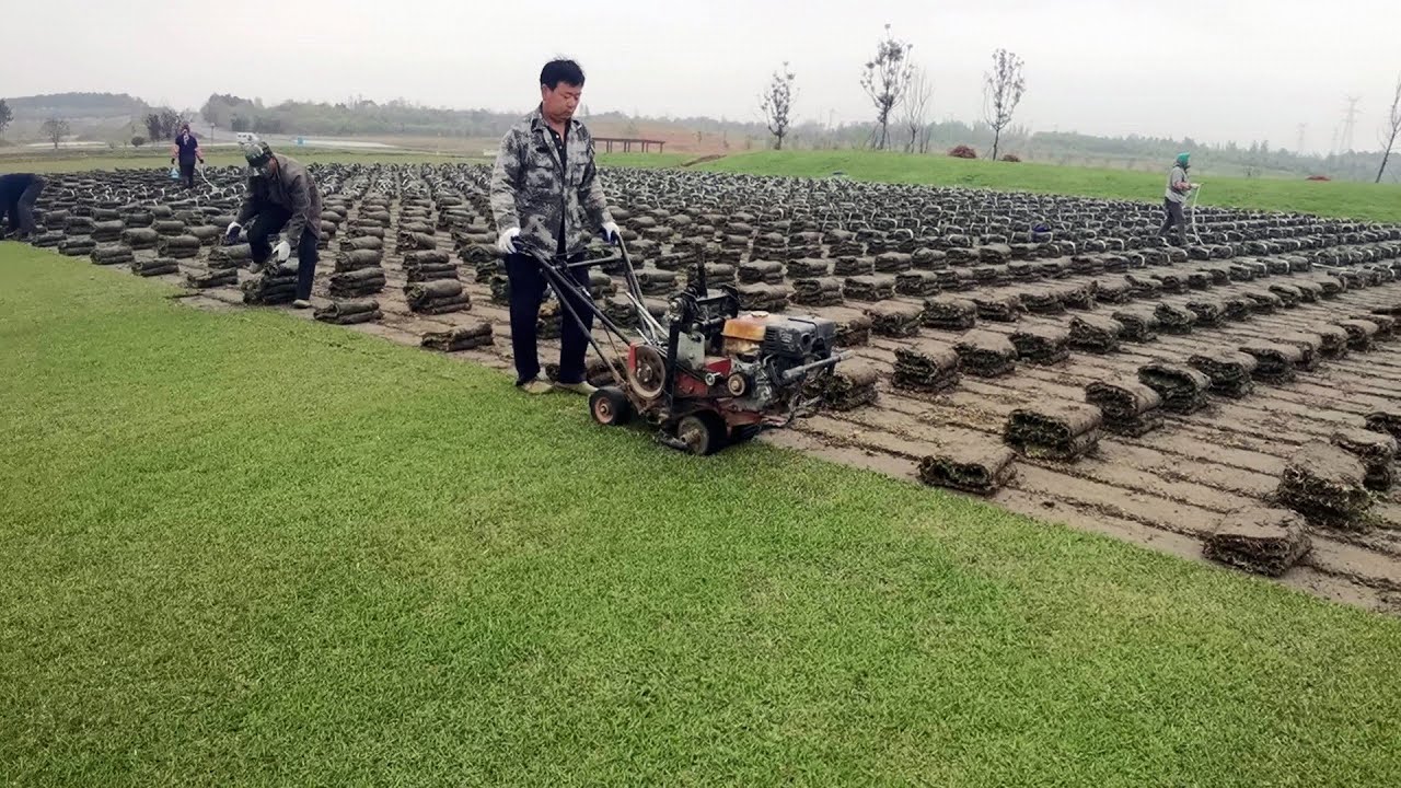 China Sod Cutter, Turf Cutter, Turf harvester machine working condition ...