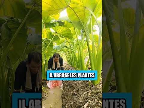 Les Chinois cultivent des taros géants et gagnent des millions