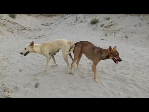 🐶 Angry Dog Barking Sounds 🔊 | Aggressive Dog Growling, Snarling & Fighting | Real Dog Sounds