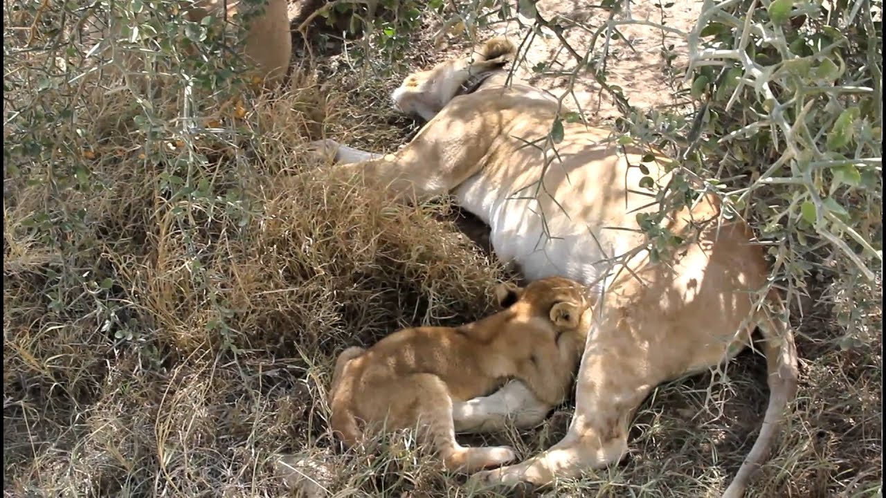 Lion Cub nursing and posing - YouTube
