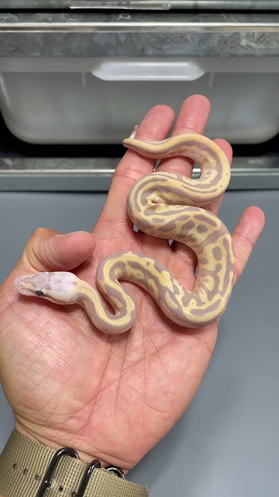 Baby Banana Ball Python Combos! •-• #snake #ballpython #babysnakes ...