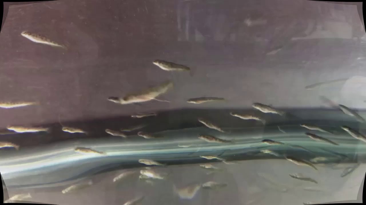 Conjoined Twins Swimming - YouTube