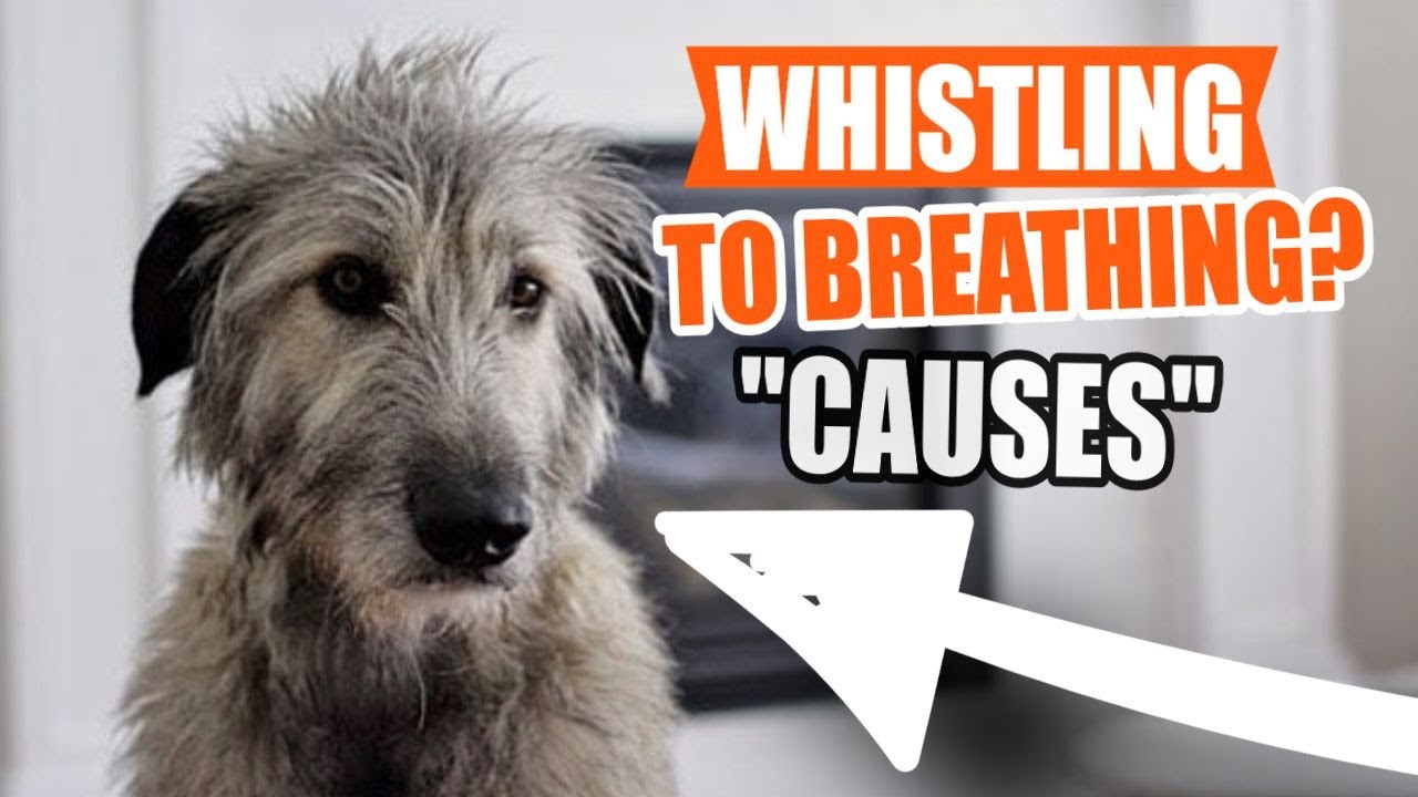RESPIRATORY Sounds In DOGS: 🐶👨‍⚕️Symptoms, Causes and What to Do - YouTube