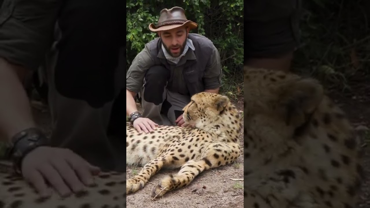 Petting a cheetah and cheetah purring ASMR 😍 - YouTube