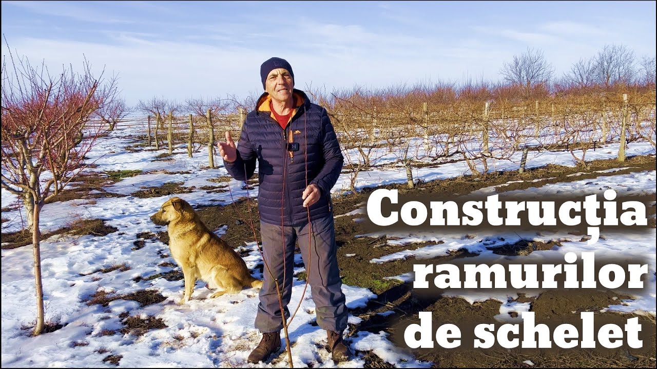 Cum construim ramurile de schelet pentru începători - YouTube