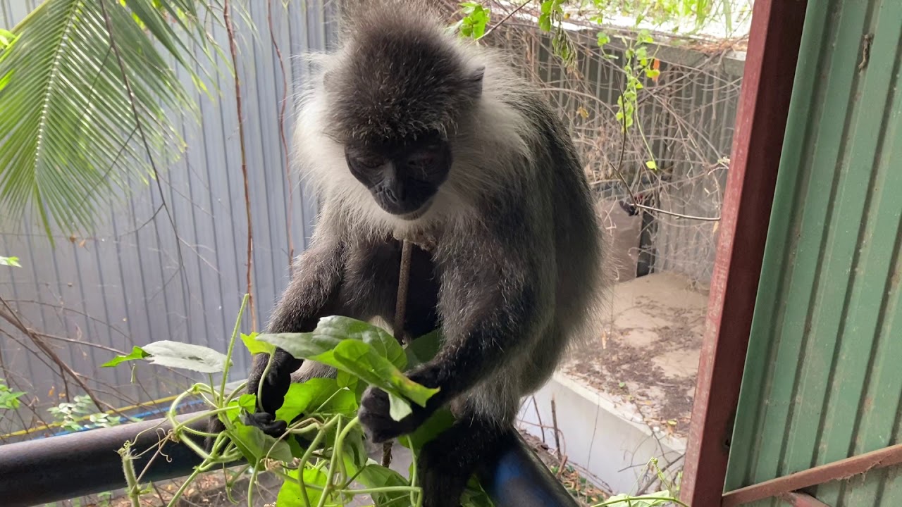 Exploring monkey mountain #part 31 - YouTube