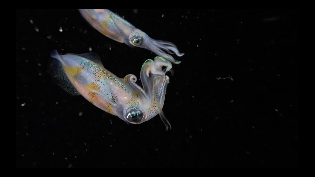 Two squids - YouTube