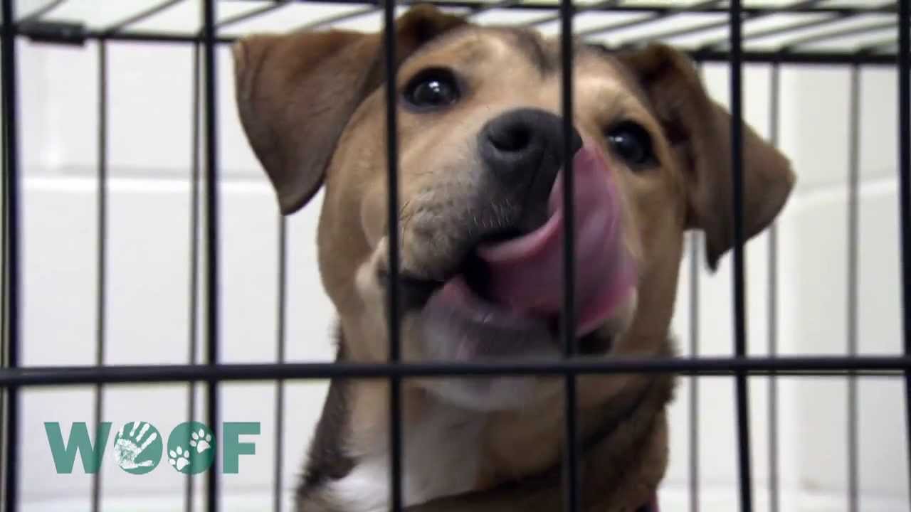 WOOF Program in Nova Scotia - YouTube