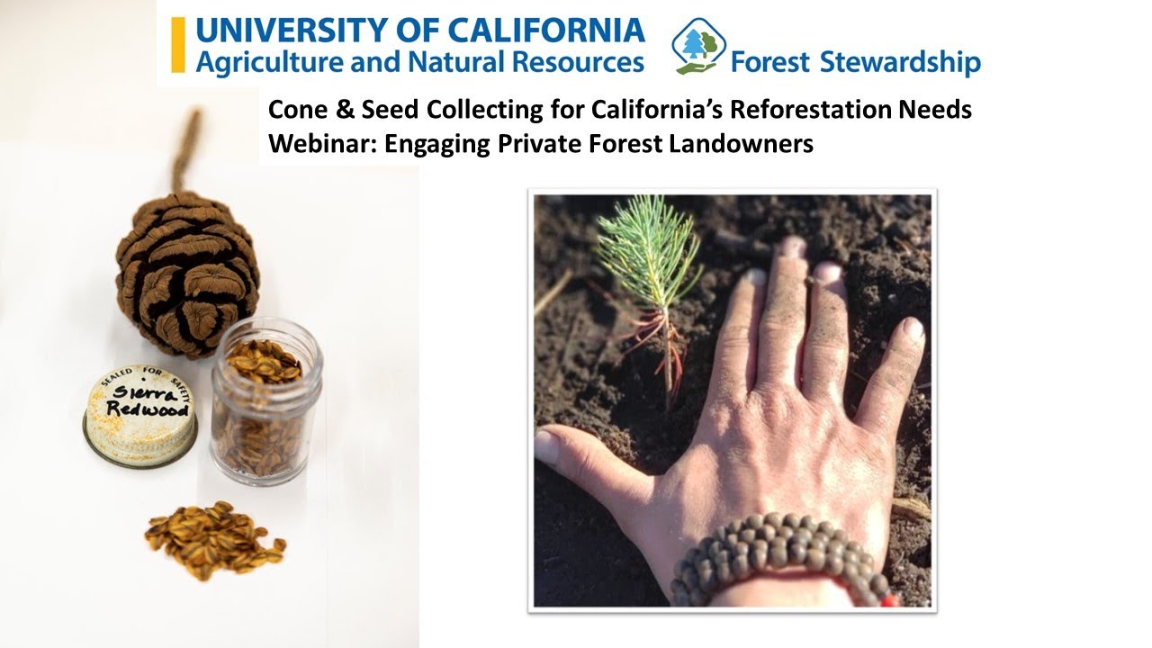 Cone & Seed Collection: A Forest Stewardship Education Program Webinar ...