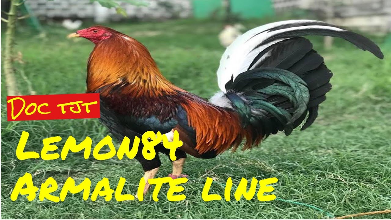 Lemon84 armalite line of Doc Teddy Tanchanco - YouTube