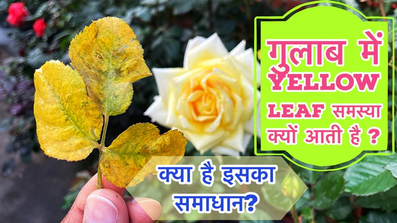 गुलाब के पत्ते पीले होने का , क्या है कारण और समाधान!!!Yellow Leaf ...