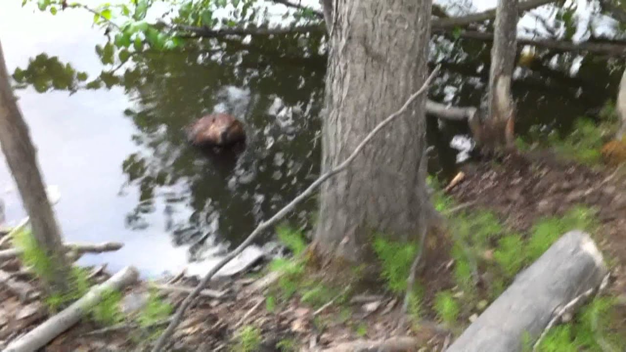 Buddy and the Scary Beaver - YouTube
