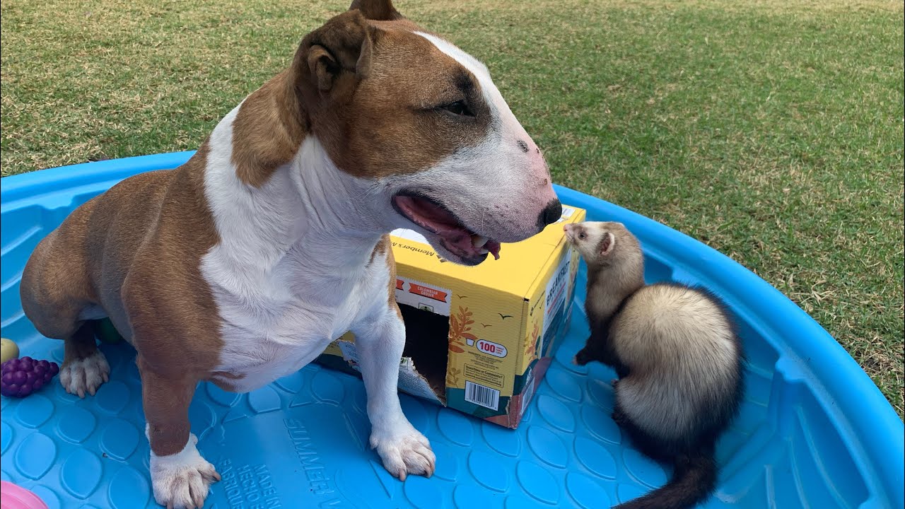 Хорёк играет с бультерьером ! Ferret playing with Bull Terrier - YouTube