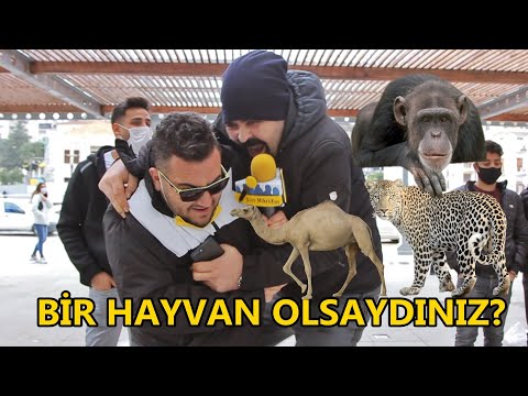 BİR HAYVAN OLSAYDIN NE OLURDUN ? - SARI MİKROFON