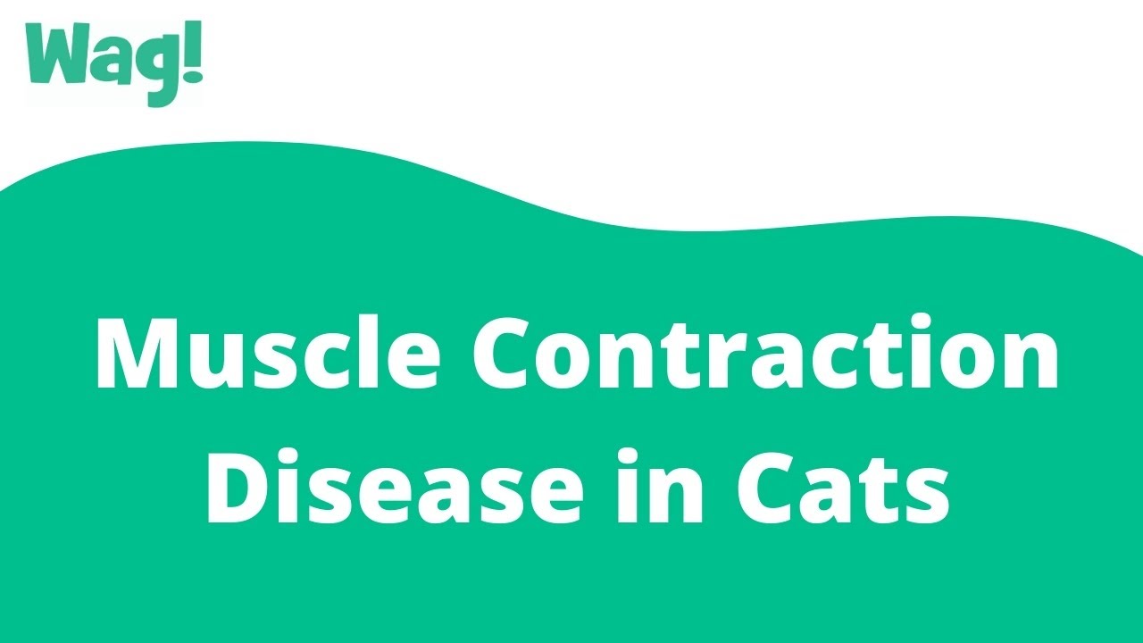 Muscle Contraction Disease in Cats | Wag! - YouTube