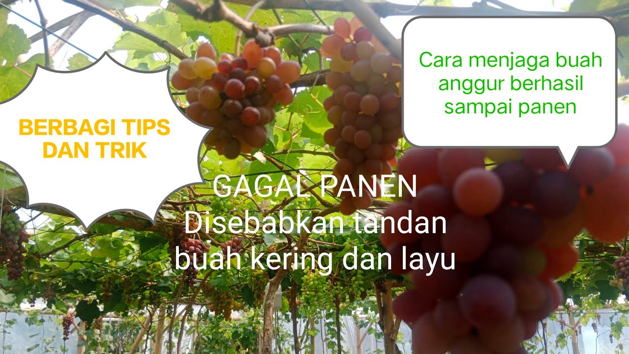 TANDAN BUAH ANGGUR LAYU KERING DAN RONTOK‼️Cara mengatasinya bagaimana⁉ ...