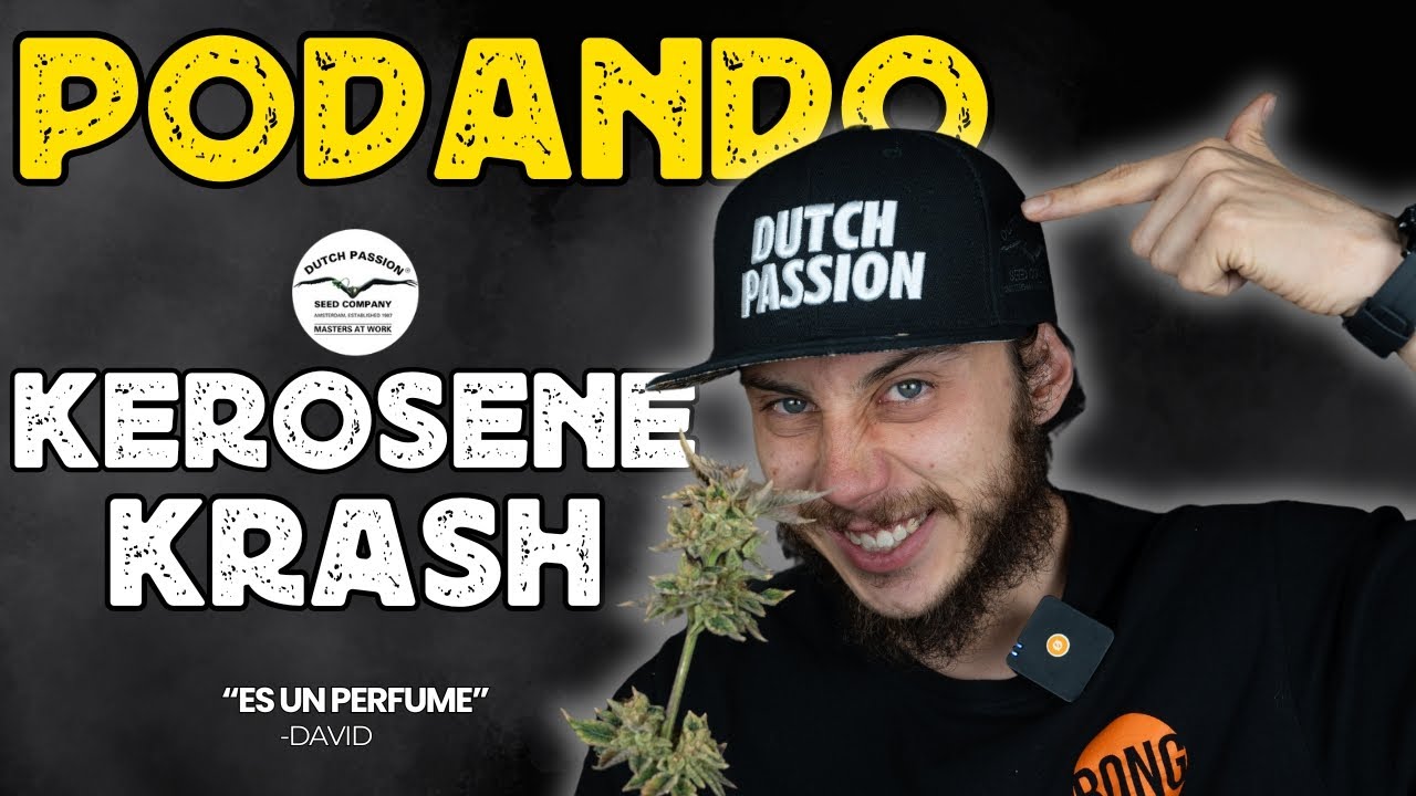 COSECHAMOS KEROSENE KRASH de DUTCH PASSION | UN PERFIL DE TERPENOS INEXPLICABLE - YouTube