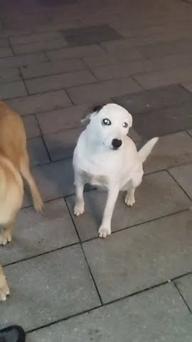 Dogs jump on passers-by at night - Rejected dogs - YouTube