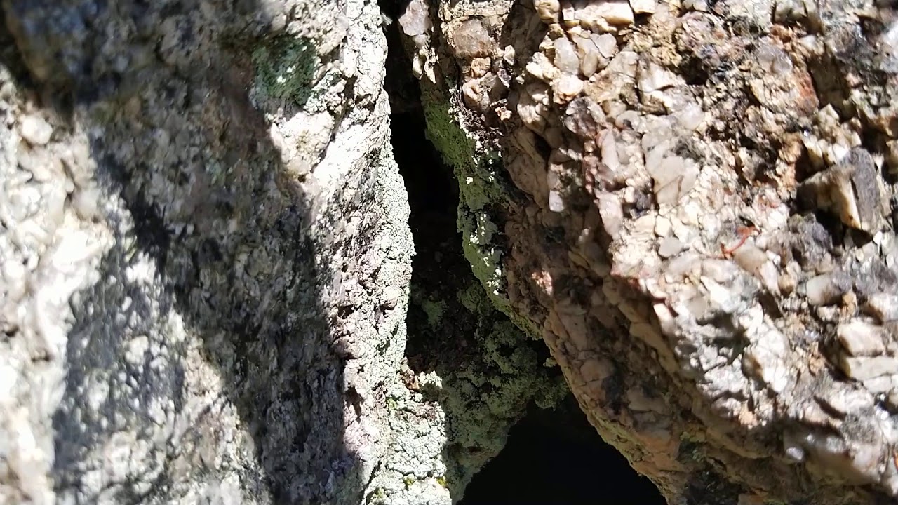 Cornish lizard wild short clip 19/7/2020 - YouTube