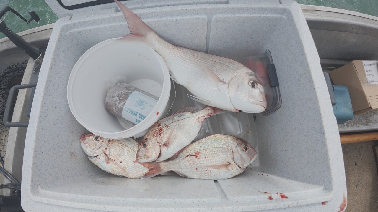 Slaying Snapper on the Wild West Coast in the Fyran 440 - YouTube
