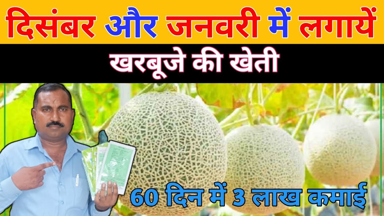 Kharbuja ki kheti | खरबूज की खेती | Muskmelon farming | kharbuje ki ...