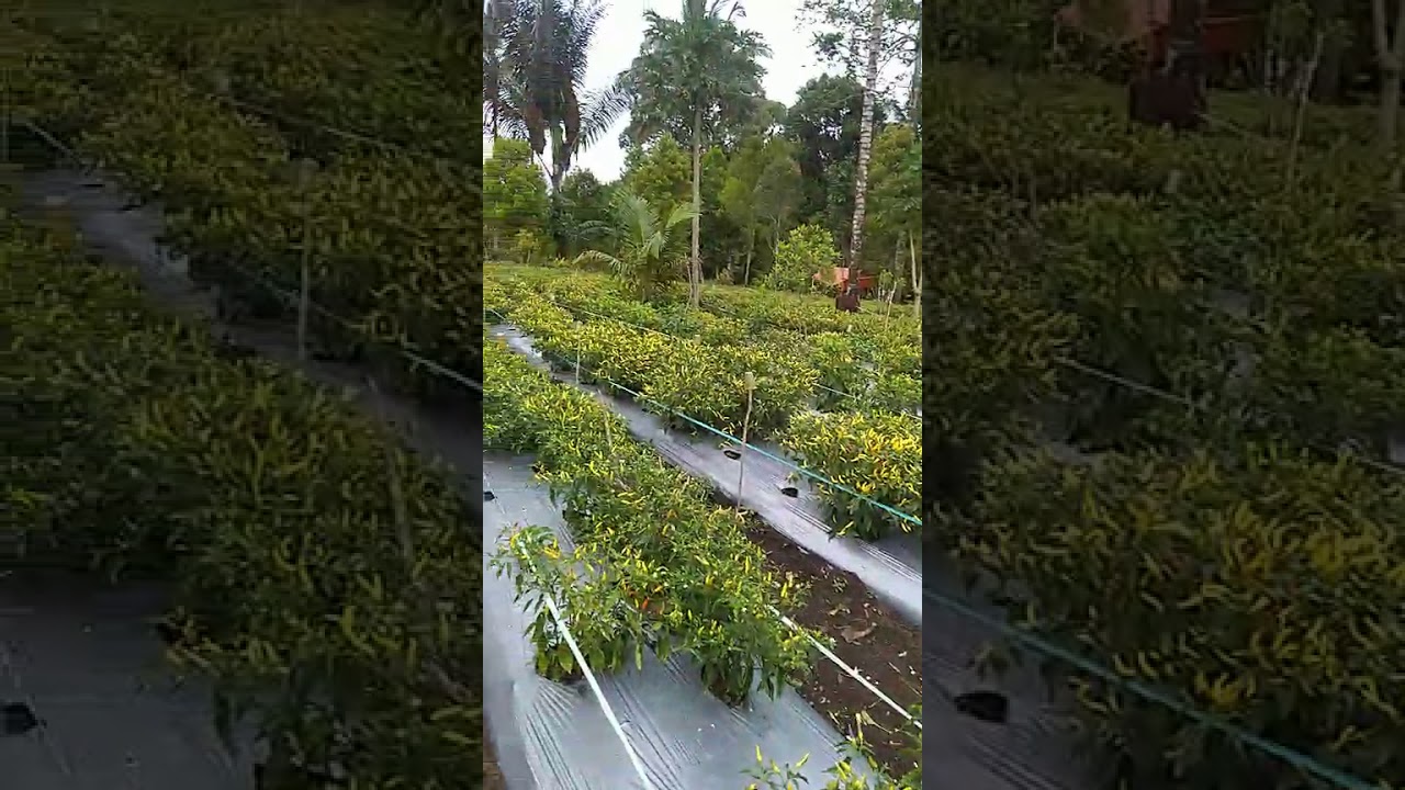 Lapar.. ️💗💖 - YouTube