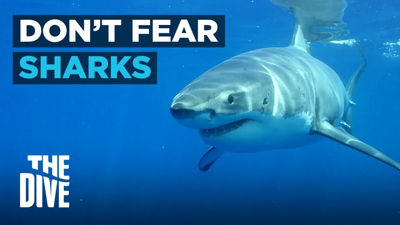 Why You Should Not Fear Sharks | THE DIVE - YouTube