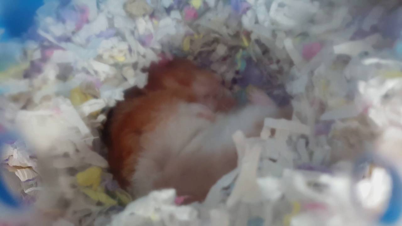 Hamster Having a Nightmare - Sunny - YouTube