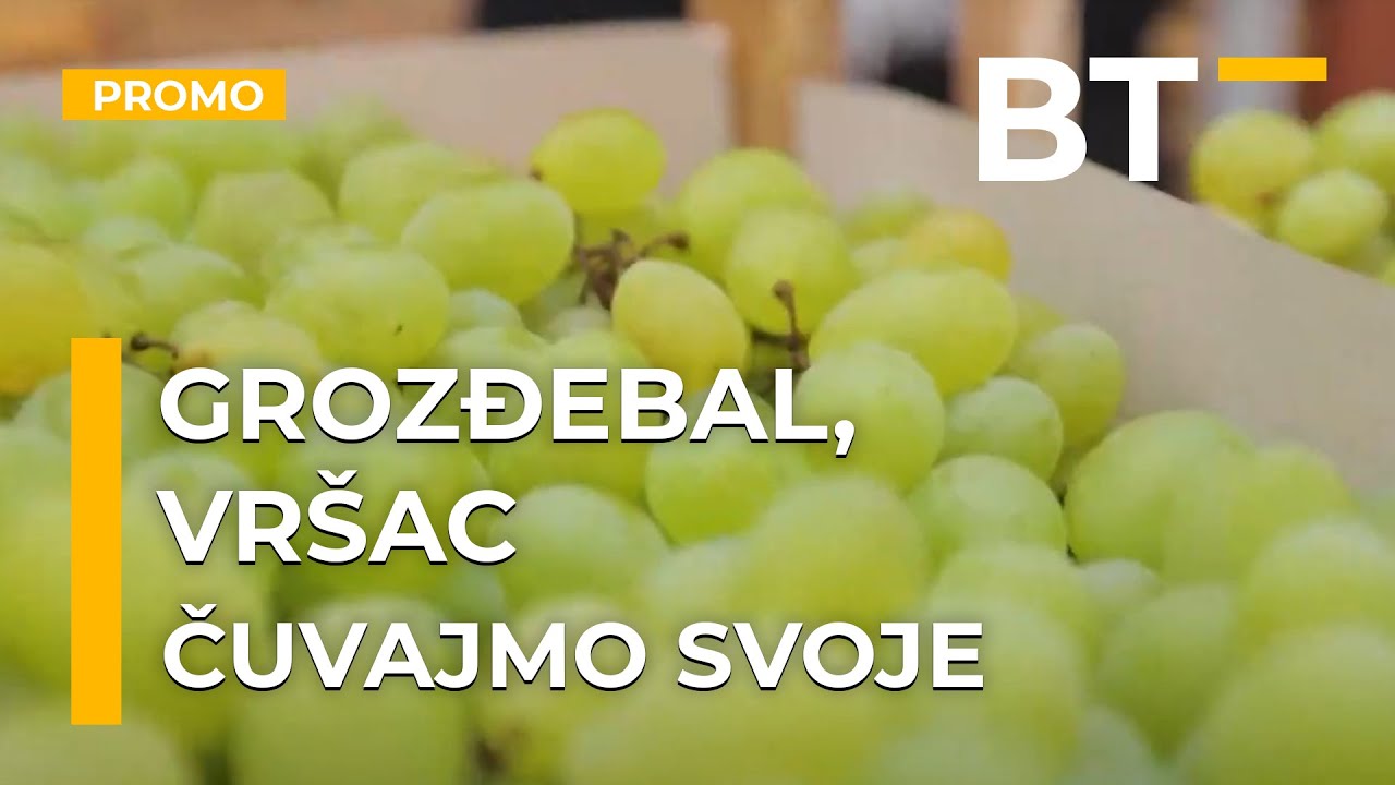 ČUVAJMO SVOJE GROZDJEBAL, VRSAC Balkantrip TV - YouTube